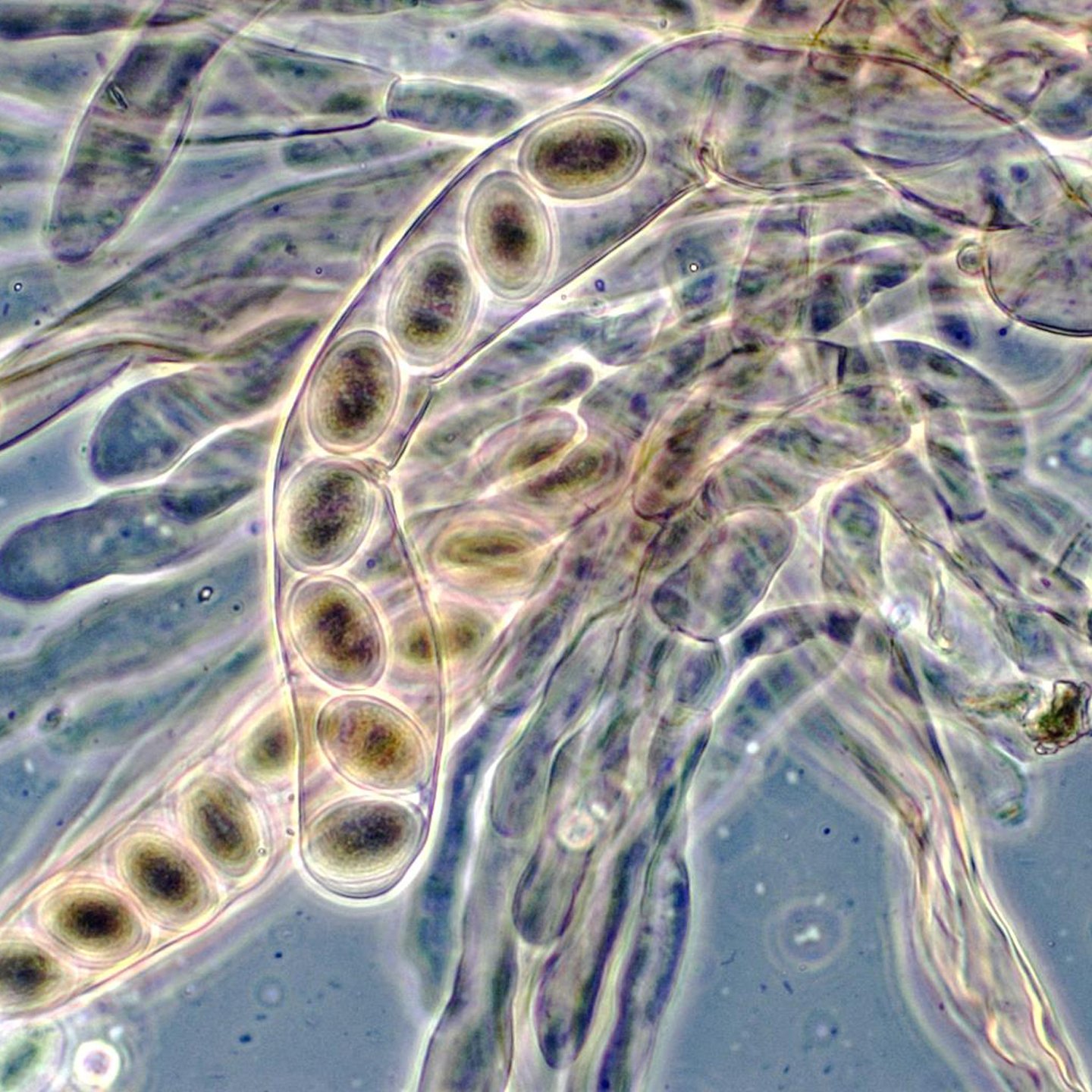 Microscópio de Contraste de Fase