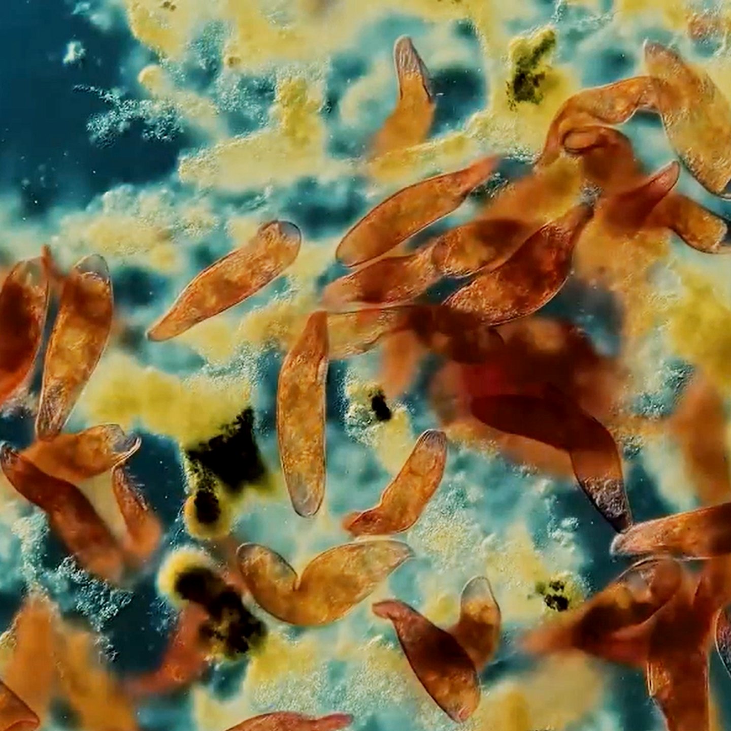 Fluorescência e Microscopia: Entenda o Processo e Suas Aplicações